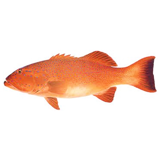 Fishing Lures by Species | MoTackle & Outdoors