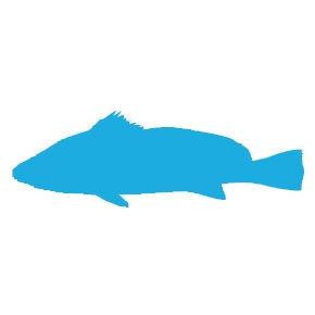 Fishing Lures by Species | MoTackle & Outdoors