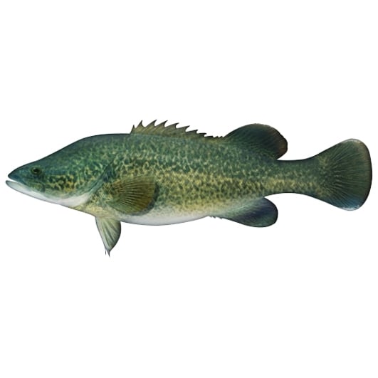 Fishing Lures by Species | MoTackle & Outdoors