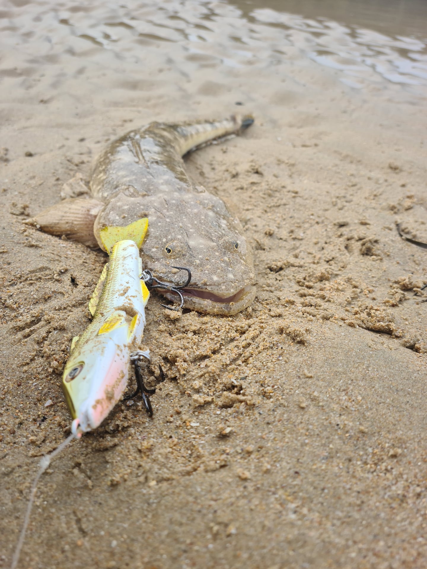 Chasing Flathead with Motackle & Outdoors