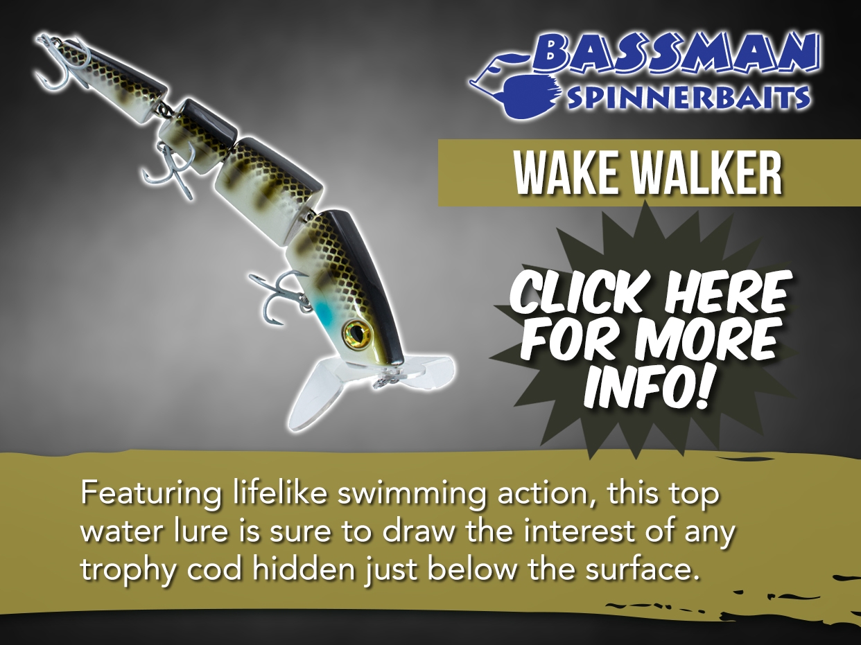 Chasing Trophy Cod with Motackle