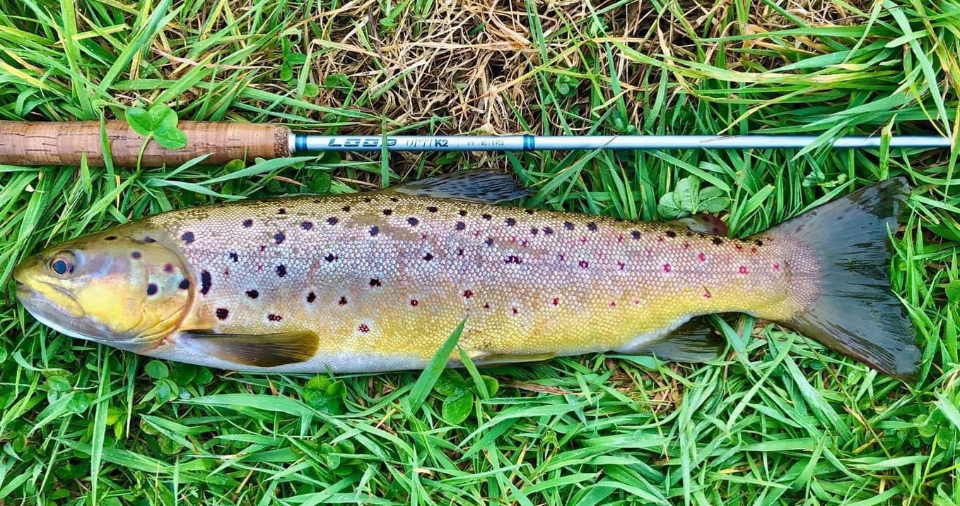 Chasing Trout with MoTackle